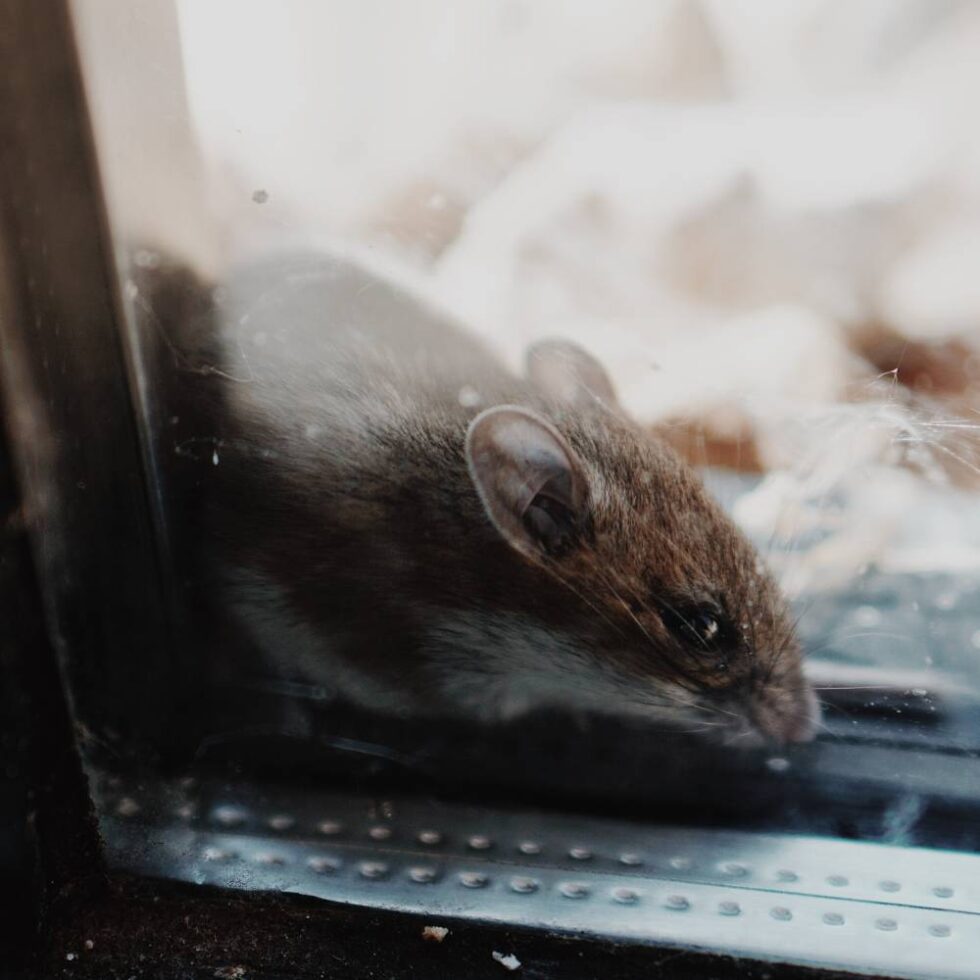 Comment Prévenir Les Infestations De Rongeurs?