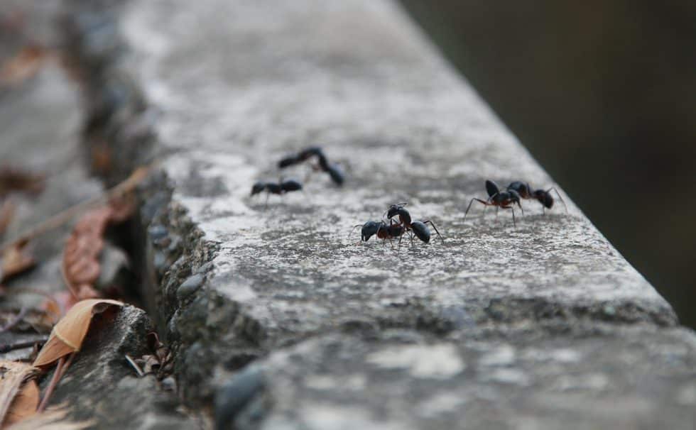 Exterminateur de fourmis à L'Épiphanie - Rive-Nord